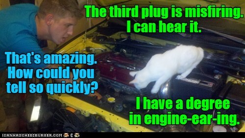 Do you hear what I hear? - Lolcats - lol | cat memes | funny cats ...