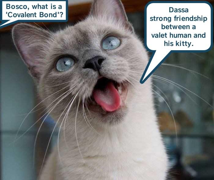 They've got chemistry - Lolcats - lol | cat memes | funny cats | funny ...