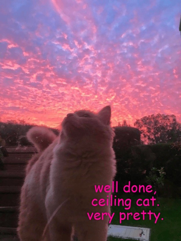 Well done - Lolcats - lol | cat memes | funny cats | funny cat pictures ...