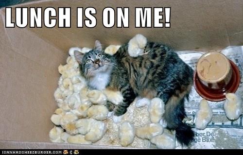Delish - Lolcats - lol | cat memes | funny cats | funny cat pictures ...