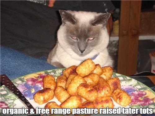 Always choose the best - Lolcats - lol | cat memes | funny cats | funny ...