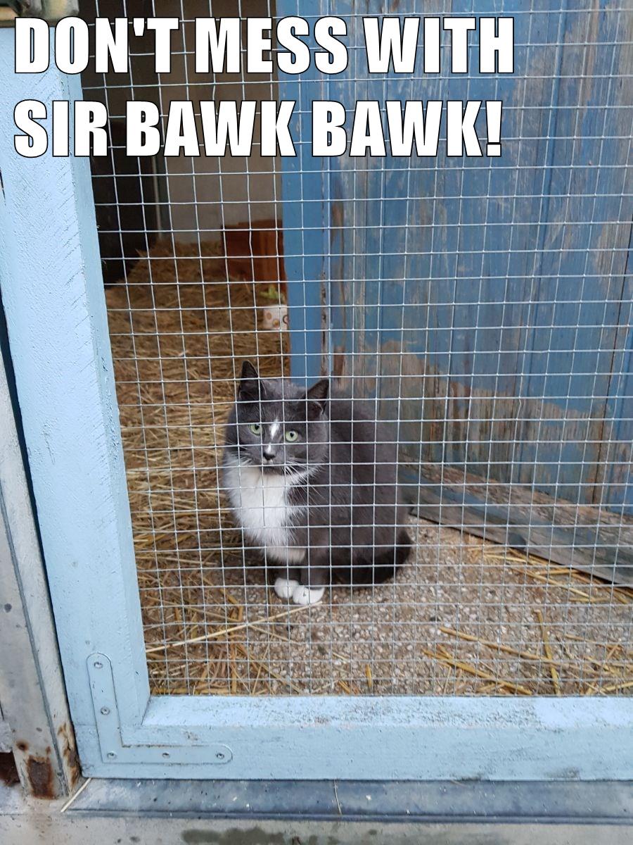 Sir Bawk Bawk - Lolcats - lol | cat memes | funny cats | funny cat ...