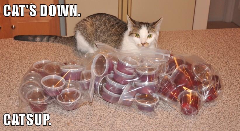 Catsup - Lolcats - lol | cat memes | funny cats | funny cat pictures ...