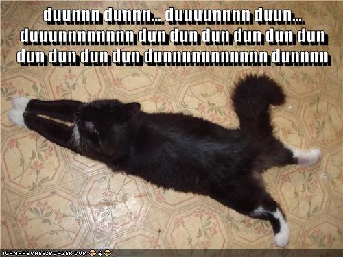 Dun. - Lolcats - lol | cat memes | funny cats | funny cat pictures with ...