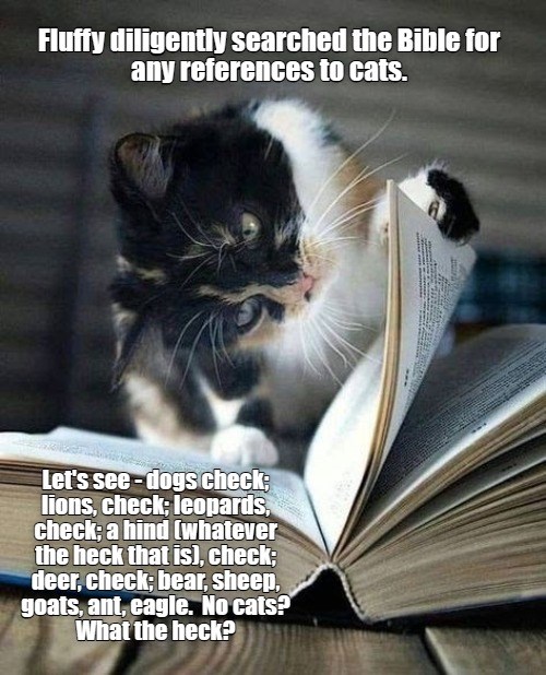 What the heck - Lolcats - lol | cat memes | funny cats | funny cat ...