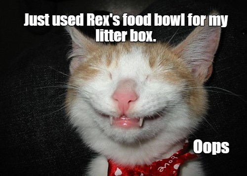 Oops - Lolcats - lol | cat memes | funny cats | funny cat pictures with words on them | funny ...