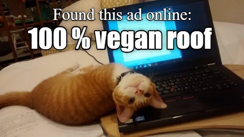 Now that's a first... - Lolcats - lol | cat memes | funny cats | funny ...