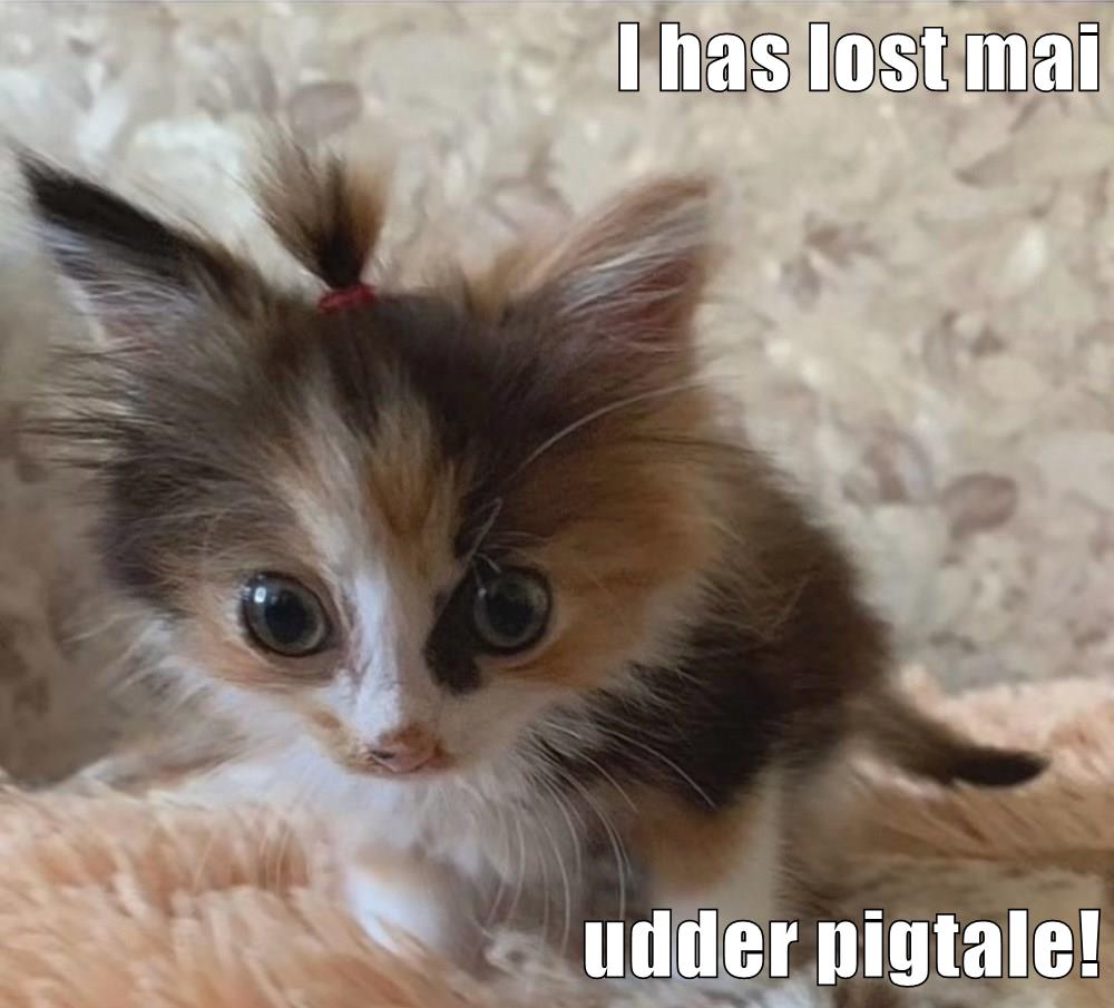 Oops - Lolcats - lol | cat memes | funny cats | funny cat pictures with words on them | funny ...