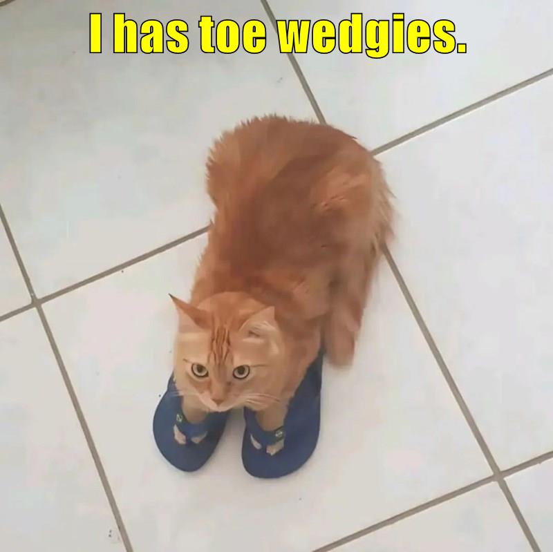 I has toe wedgies - Lolcats - lol | cat memes | funny cats | funny cat ...