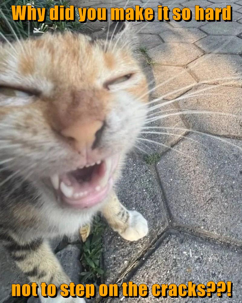 So hard - Lolcats - lol | cat memes | funny cats | funny cat pictures ...