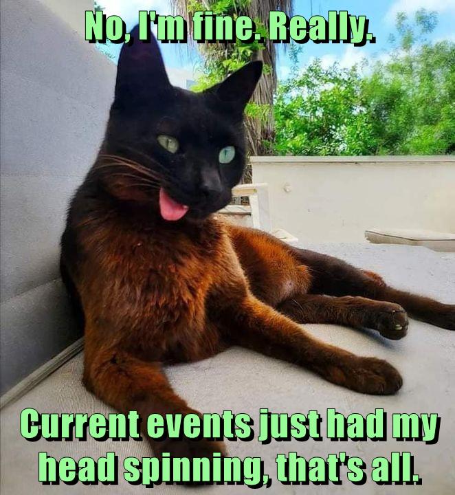 Really. - Lolcats - lol | cat memes | funny cats | funny cat pictures ...