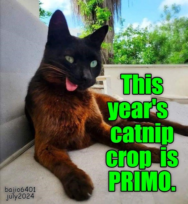 Primo - Lolcats - lol | cat memes | funny cats | funny cat pictures ...