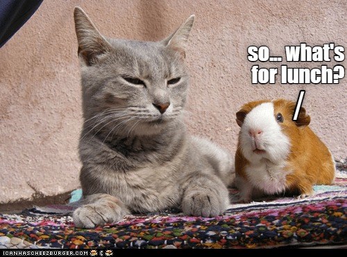 What's for lunch? - Lolcats - lol | cat memes | funny cats | funny cat ...