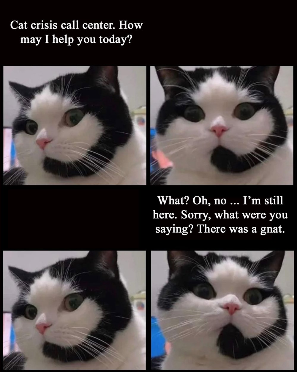 Cat crisis call center - Lolcats - lol | cat memes | funny cats | funny ...