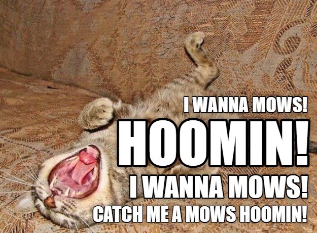 Nowww - Lolcats - lol | cat memes | funny cats | funny cat pictures ...