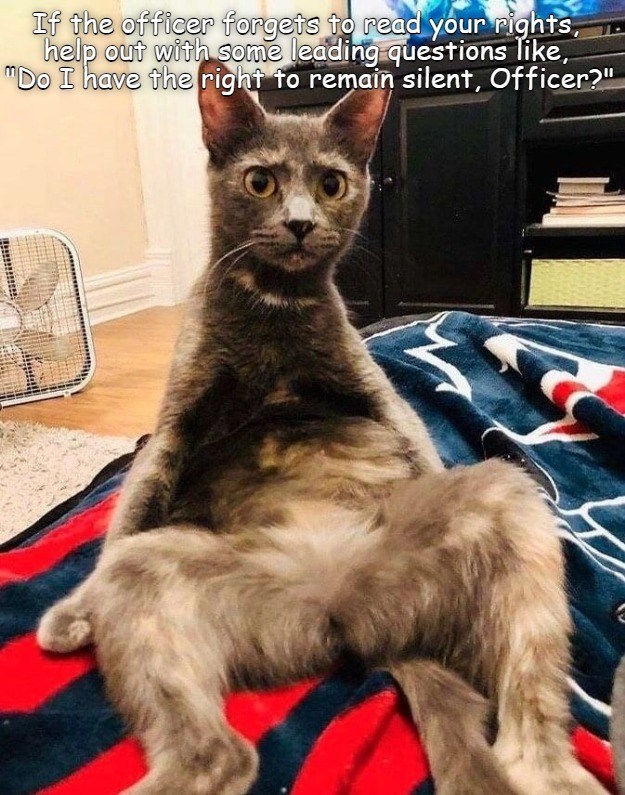 Extra good citizen - Lolcats - lol | cat memes | funny cats | funny cat ...