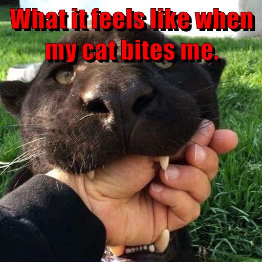 What it feels like when my cat bites me - Lolcats - lol | cat memes ...