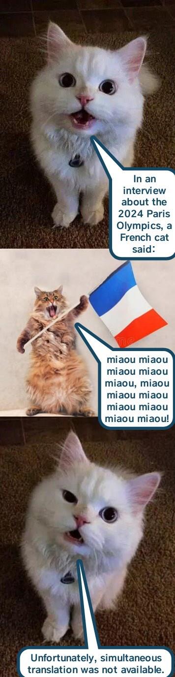Sacré meow! - Lolcats - lol | cat memes | funny cats | funny cat ...