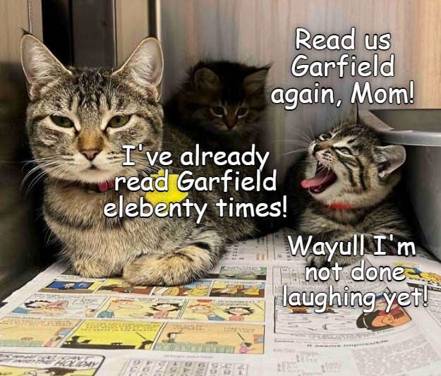 Kit has a valid point... - Lolcats - lol | cat memes | funny cats ...