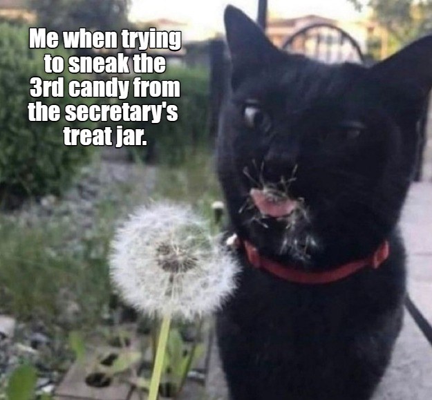 Me - Lolcats - lol | cat memes | funny cats | funny cat pictures with ...