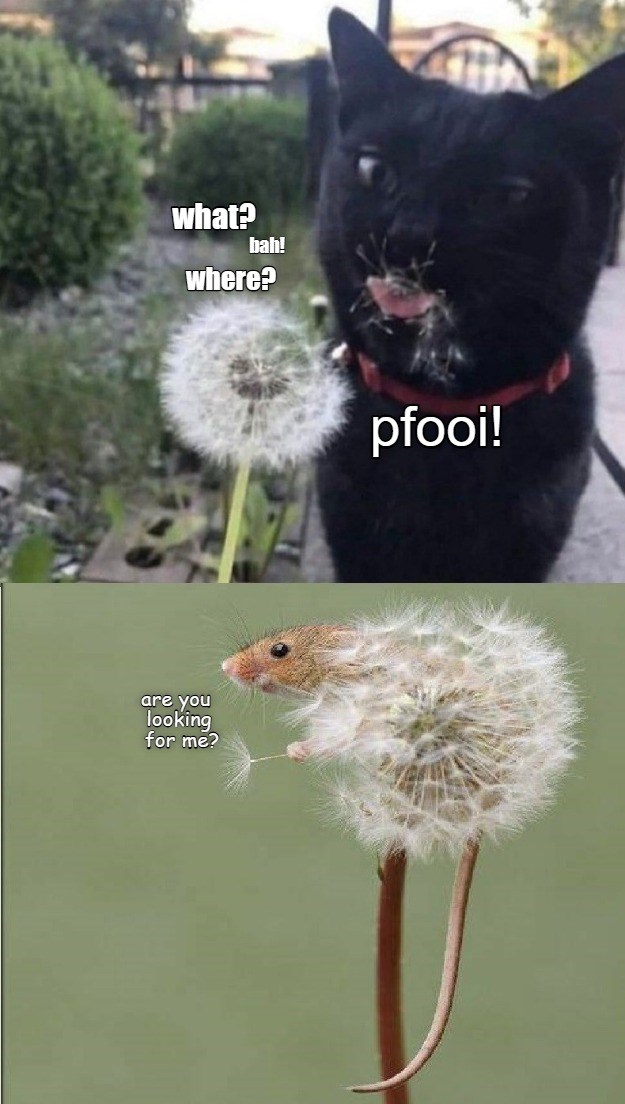 He's hiding in there somewhere! - Lolcats - lol | cat memes | funny ...