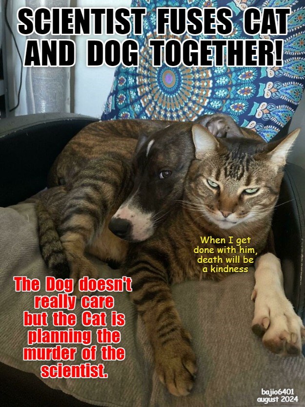 Boy, that was a mistake - Lolcats - lol | cat memes | funny cats ...