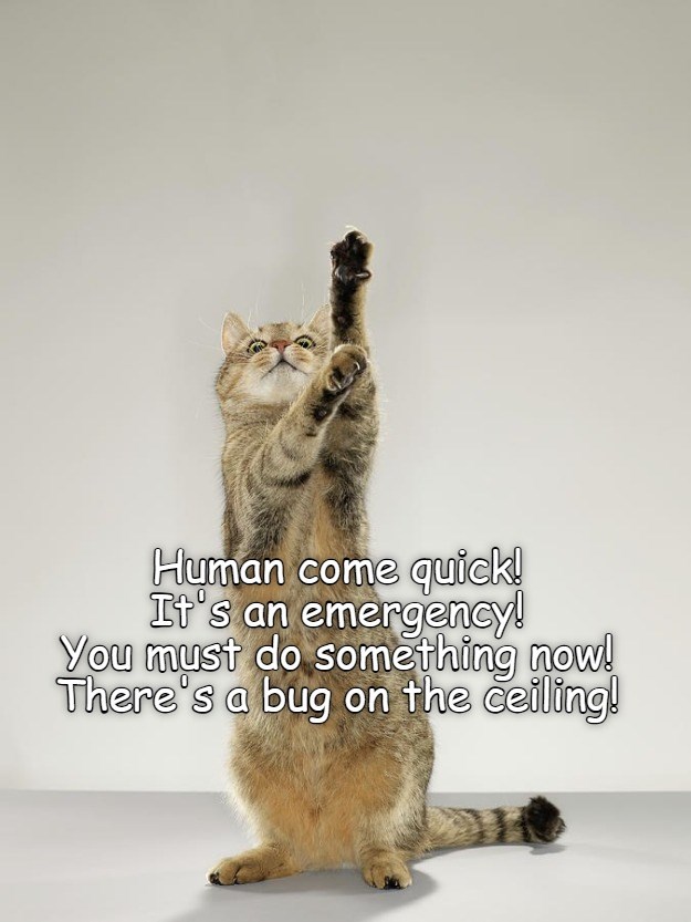 Bug on the Ceiling! - Lolcats - lol | cat memes | funny cats | funny ...