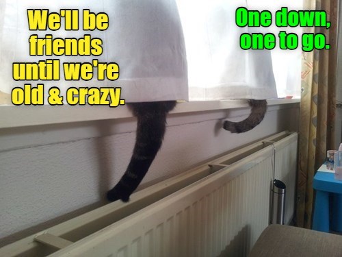 No friend like an old friend. - Lolcats - lol | cat memes | funny cats ...