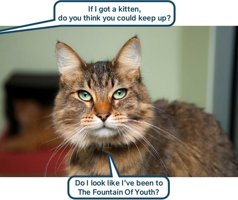 That's a "no" - Lolcats - lol | cat memes | funny cats | funny cat ...