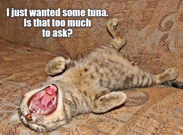 Drama much? - Lolcats - lol | cat memes | funny cats | funny cat ...