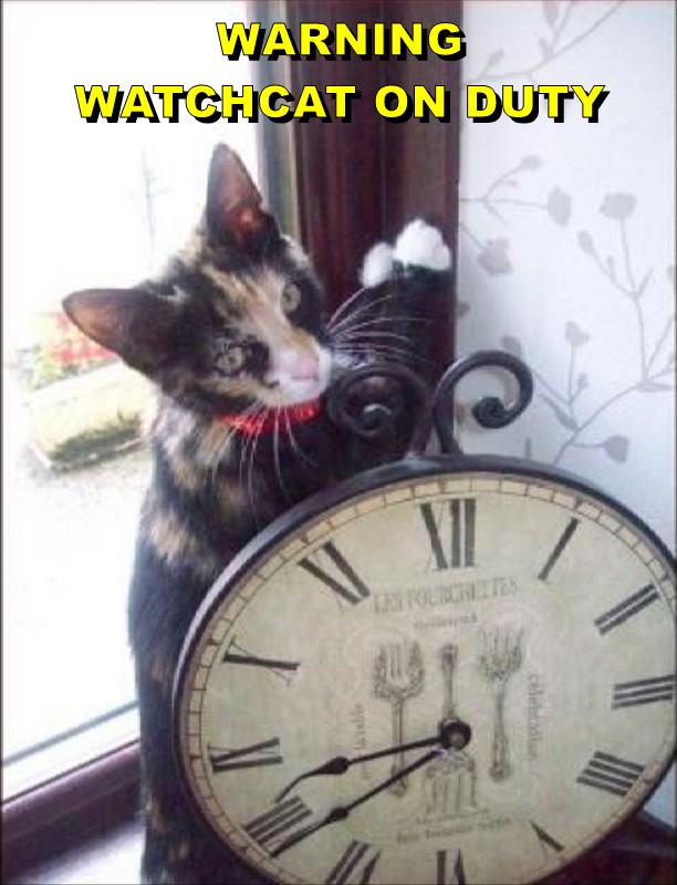 WARNING WATCHCAT ON DUTY - Lolcats - lol | cat memes | funny cats ...