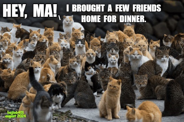 DINNER GUESTS - Lolcats - lol | cat memes | funny cats | funny cat ...