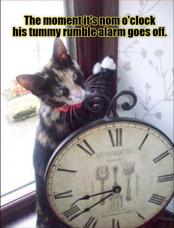 Almost nom o'clock - Lolcats - lol | cat memes | funny cats | funny cat ...
