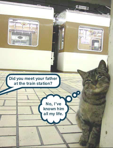 From "Last Call" by Tim Powers - Lolcats - lol | cat memes | funny cats ...