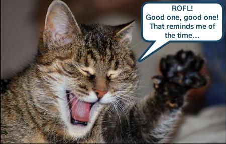 Reminiscing - Lolcats - lol | cat memes | funny cats | funny cat ...