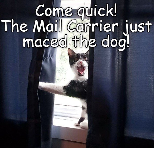 Never mind who told him to bite the Mail Carrier... - Lolcats - lol ...