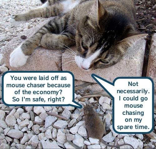 John Cleese cat - Lolcats - lol | cat memes | funny cats | funny cat ...