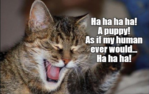 Too ridiculous! - Lolcats - lol | cat memes | funny cats | funny cat ...