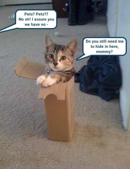 Apartment-dwelling catslave's challenges - Lolcats - lol | cat memes ...