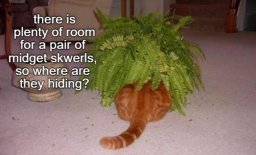 where are they hiding? - Lolcats - lol | cat memes | funny cats | funny ...
