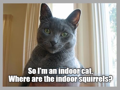 Where are the indoor squirrels for the indoor cat? - Lolcats - lol ...