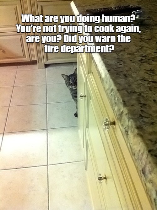 You're not trying to cook again, are you? - Lolcats - lol | cat memes ...