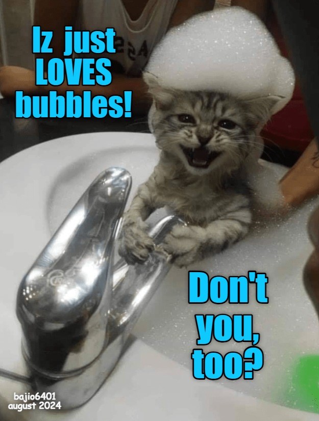 BUBBLES - Lolcats - lol | cat memes | funny cats | funny cat pictures ...