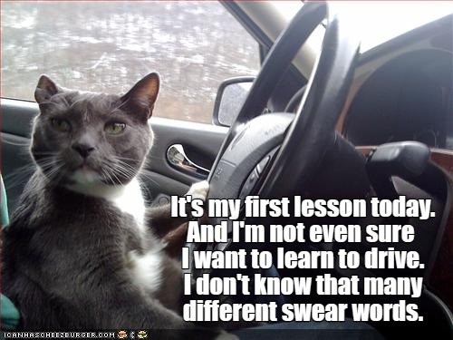 It is a useful skill to have - Lolcats - lol | cat memes | funny cats ...