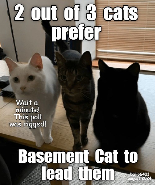 Guess which cat...? - Lolcats - lol | cat memes | funny cats | funny ...