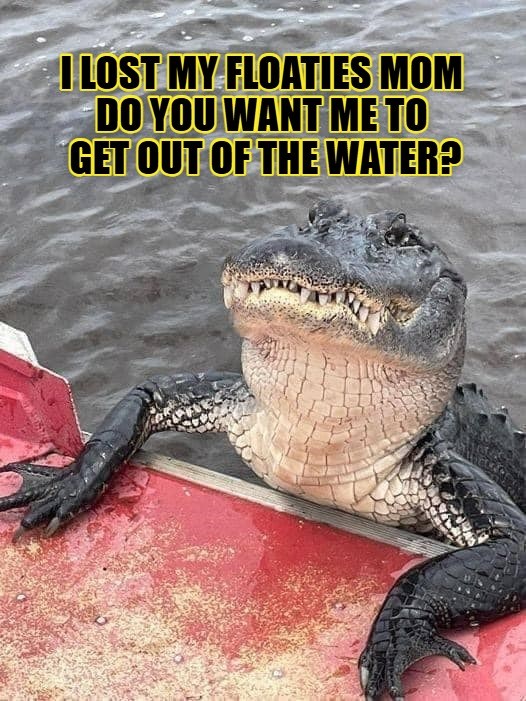 I LOST MY FLOATIES - Animal Comedy - Animal Comedy, funny animals ...