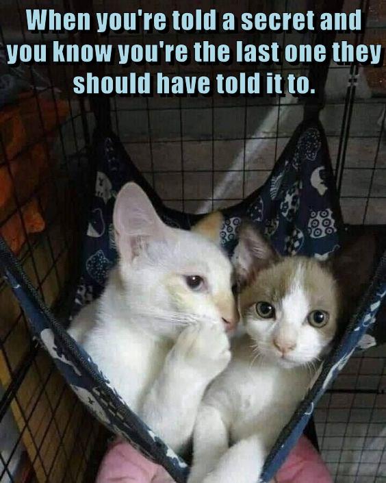 When you're told a secret... - Lolcats - lol | cat memes | funny cats ...