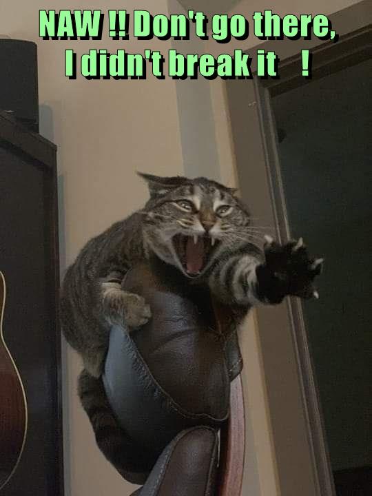 I didn't break it! - Lolcats - lol | cat memes | funny cats | funny cat ...