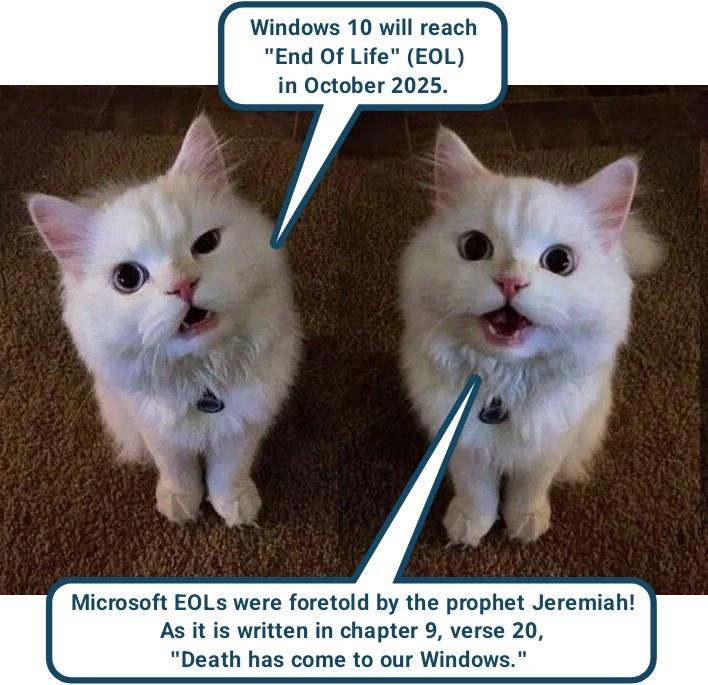 Microsoft makes a prophet - Lolcats - lol | cat memes | funny cats ...