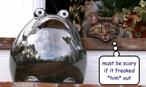 toad-al surprise - Lolcats - lol | cat memes | funny cats | funny cat ...